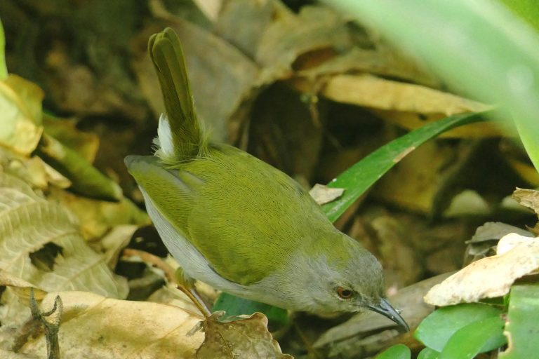 Birding – Zongororo